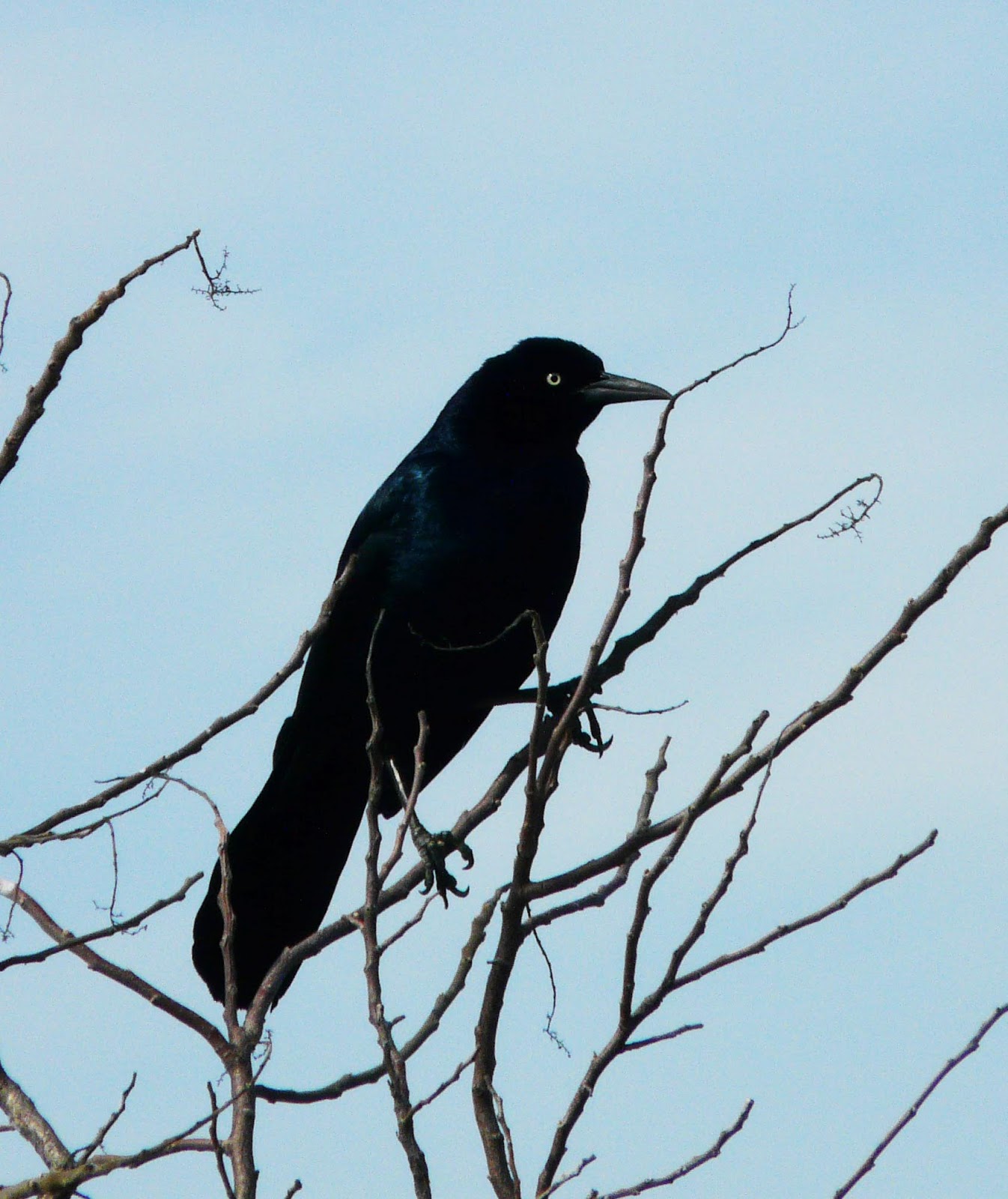 Birding Blog Foto Forum: Male and Female Grackles