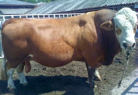 Asal Usul Sapi Simmental, Sejarah dan Keunggulannya | Gemar Ternak dan ...