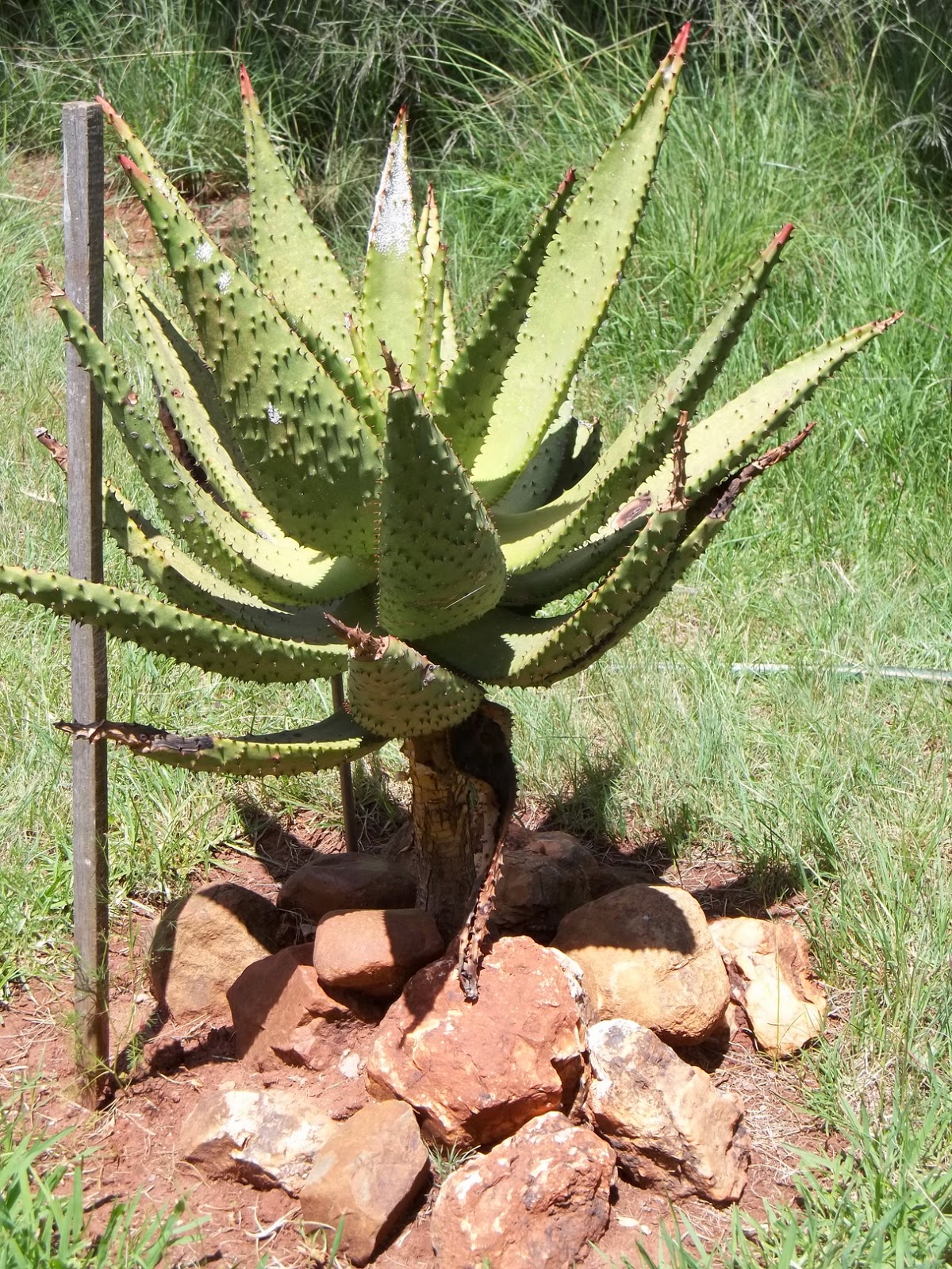 Gardening in Africa: Aloe marlothii
