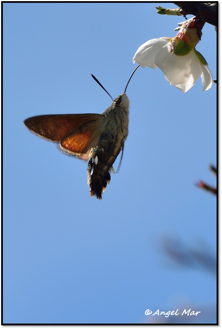 Butterflies and Dragonflies: Macroglossum stellatarum (Polilla Esfinge ...