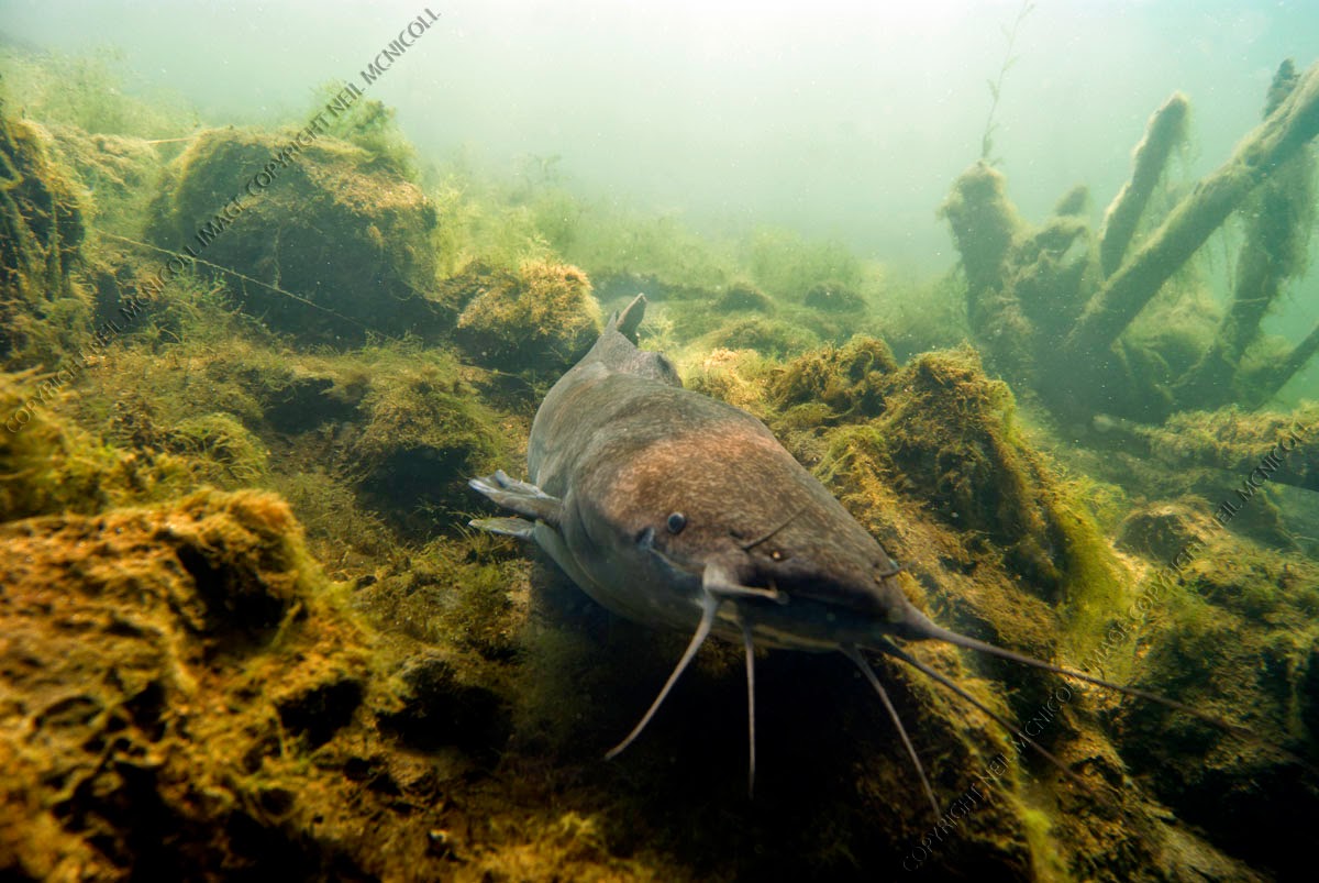 Freshwater Fish Photographs: Catfish