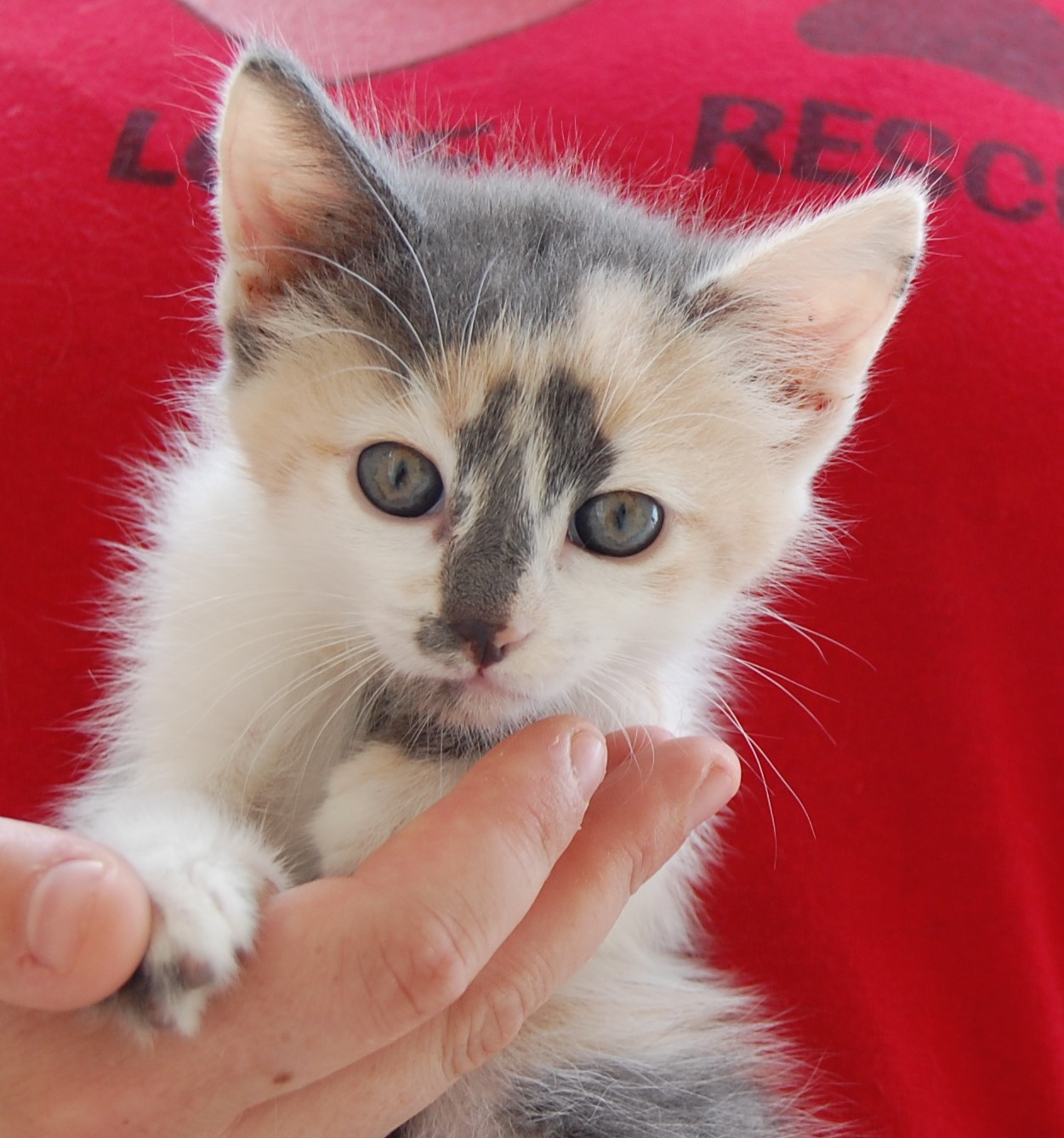 Unprecedented 63 rescued kittens need foster homes!