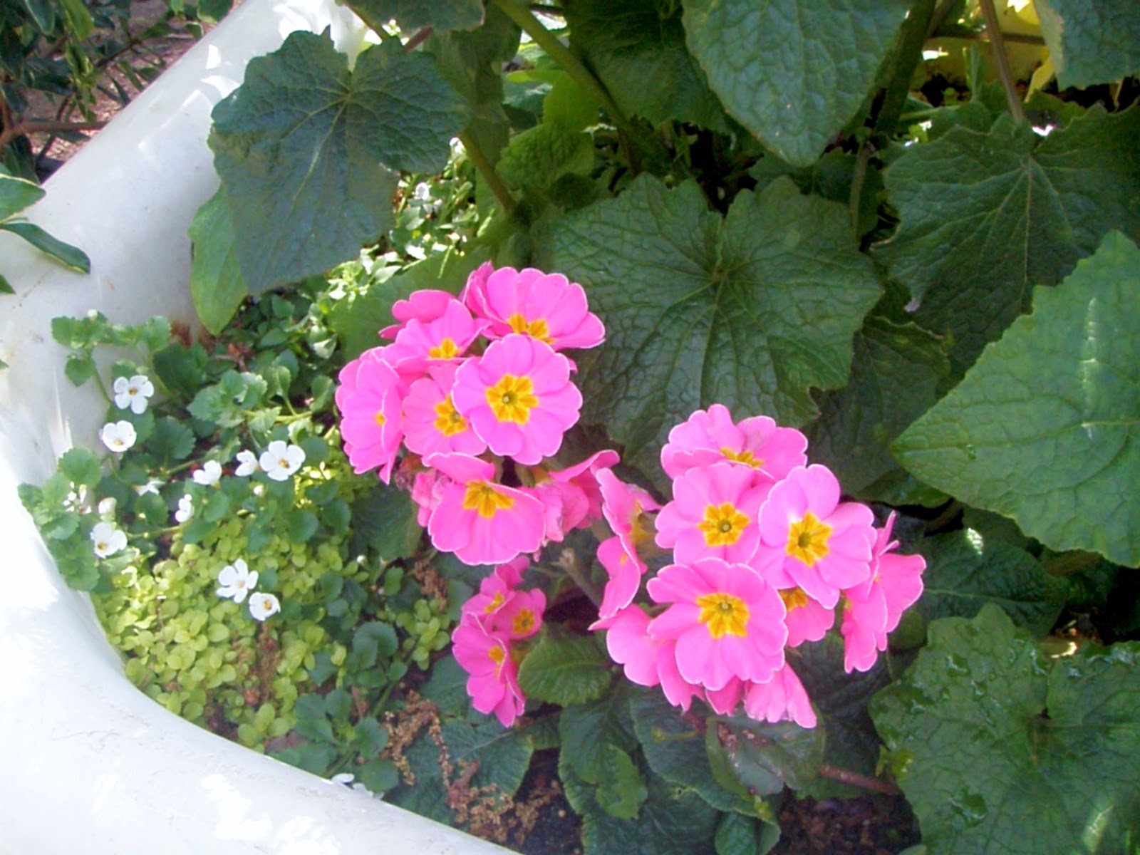 Cabin & Cottage : Happy Spring at Alden Lane