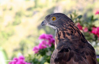 Elang Sulawesi - Dunia Elang