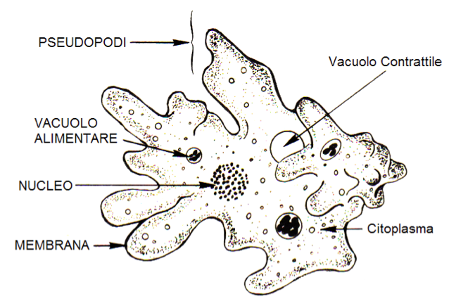 Prof. Andrea Mazzavillani: Protisti Eterotrofi: Ameboidi