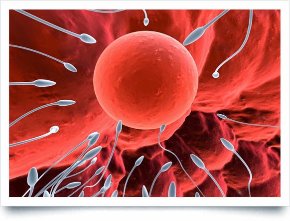 EMBRIOLOGÍA: La formación de los gametos