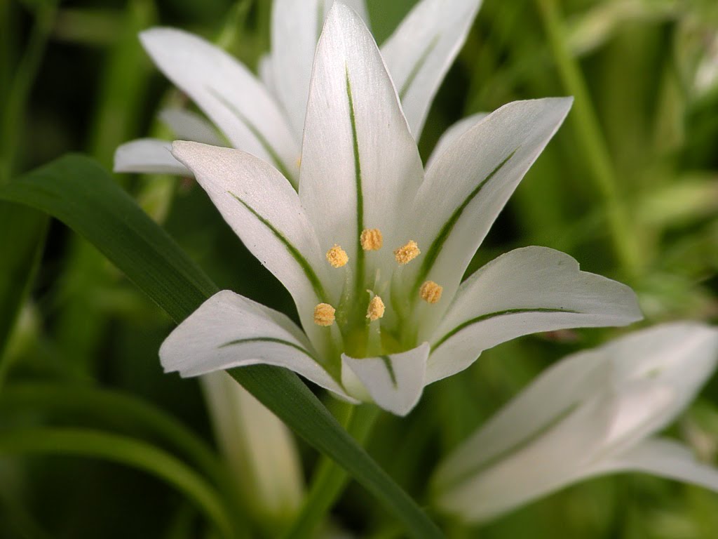 Uruguay's wildlife & Natural sanctuaries - Santuarios naturales & flora ...