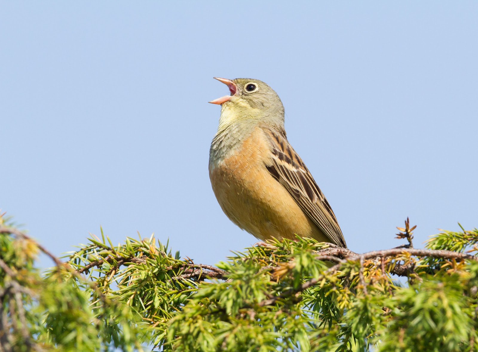 Tuulanhavis: Vähenevä peltosirkku