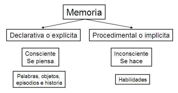 Sinapsis: La memoria, estructura y funcionamiento (I): Memoria implícita