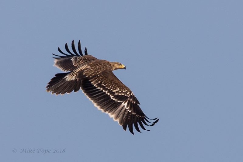 Kuwait Birding: 2018