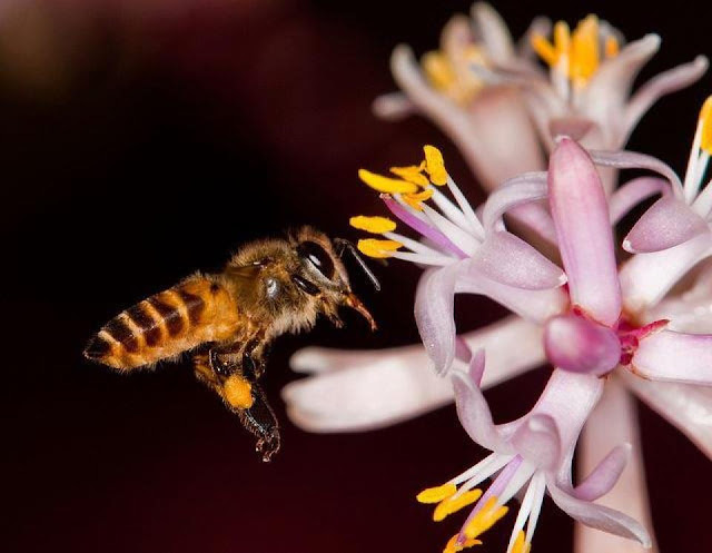 Corona Apicultores: LA POLINIZACIÓN