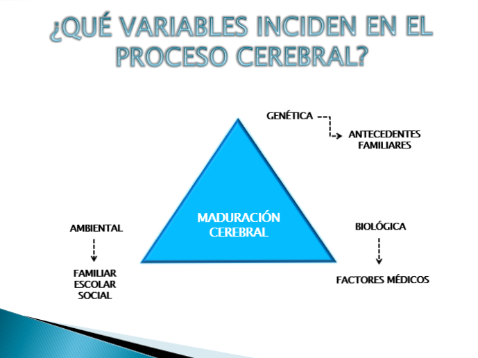 Cómo funciona el Cerebro