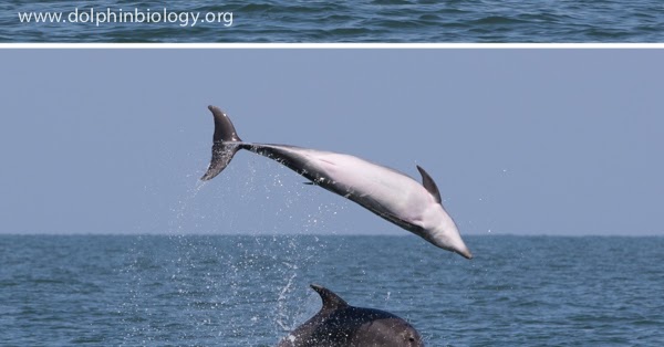 Dolphin Biology and Conservation: Who's stronger?