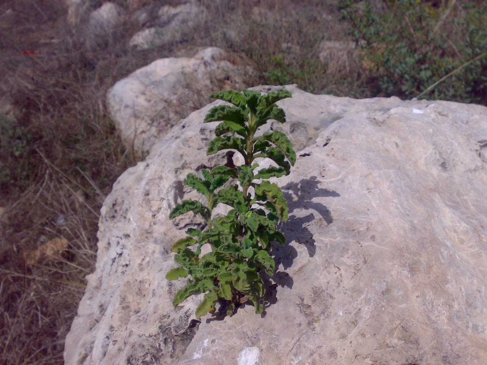 Labdanum of Cistus Incanus Creticus from Crete.: ROCK ROSE - CISTUS