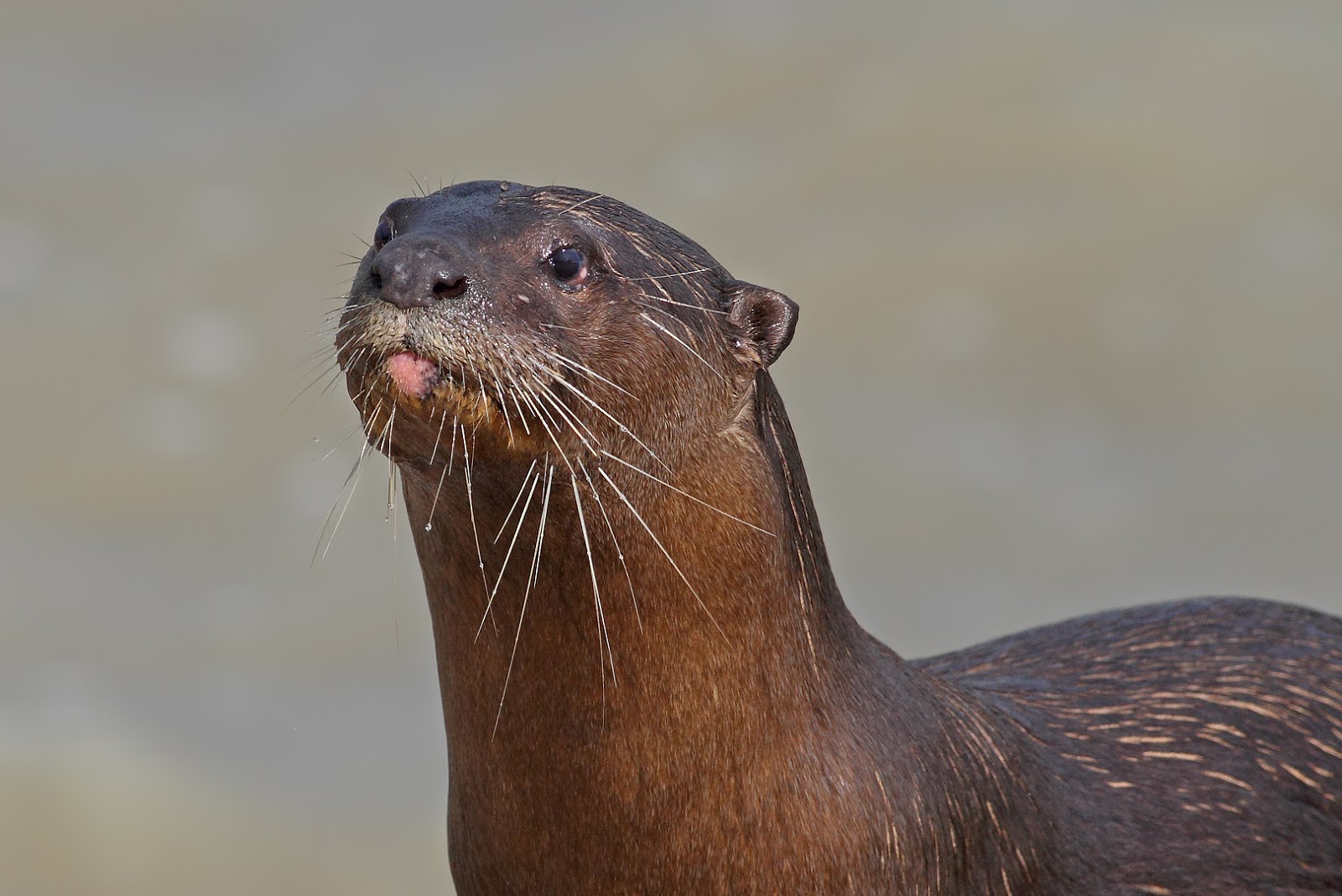 Smooth-coated Otters