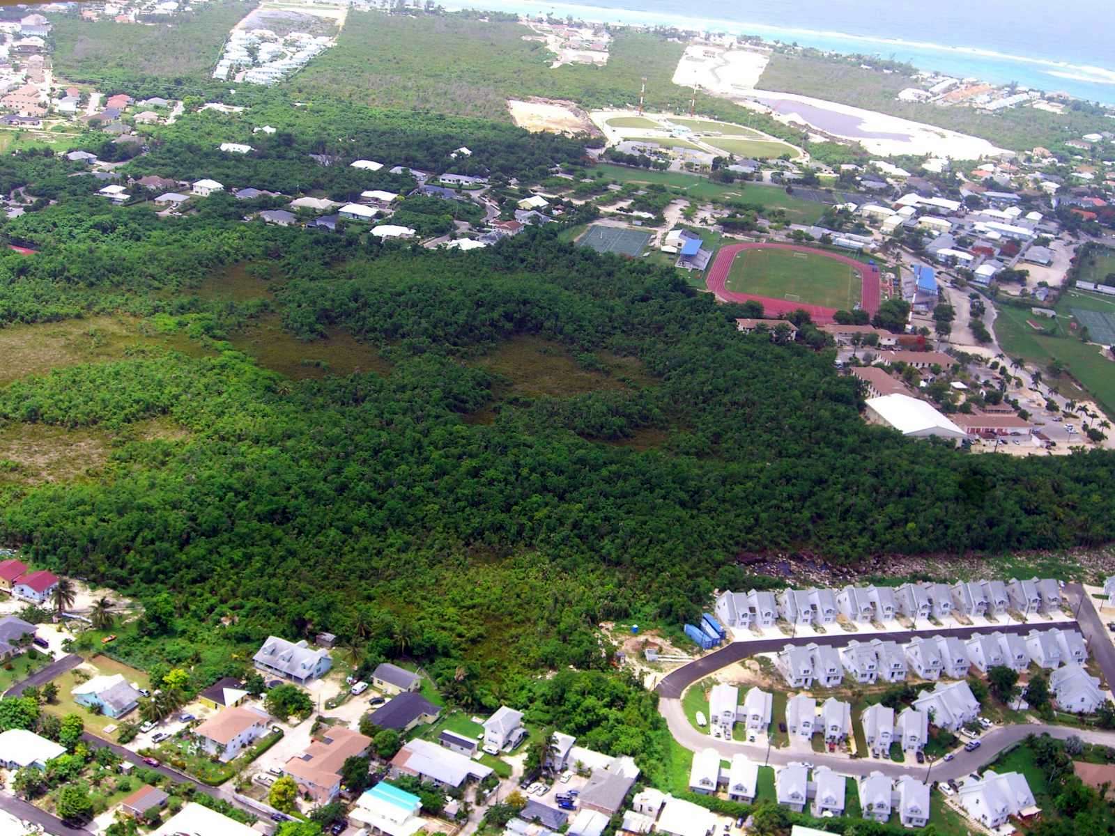 CaymANNature: Cayman Ironwood tree