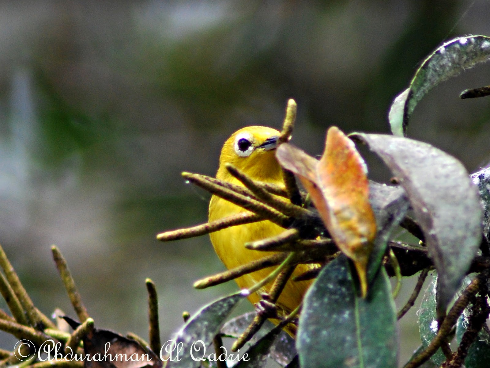 Abdurahman Al Qadrie: Javan White-eye (Zosterops flavus)