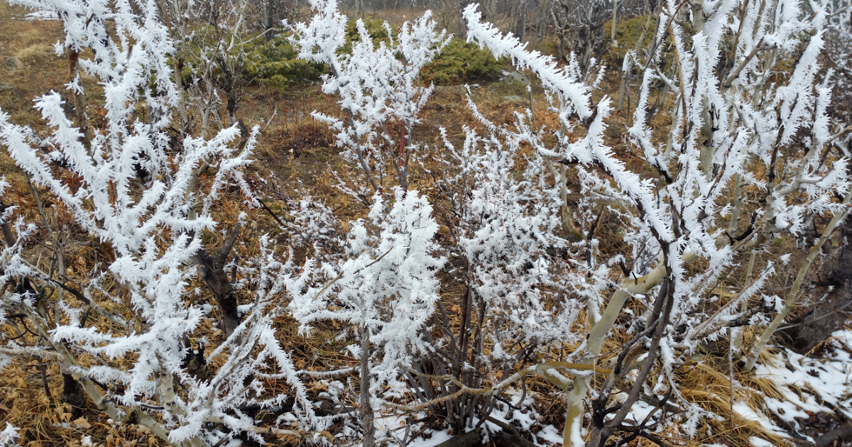 Thorodin View - Rocky Mountain High - LIVE!: Beautiful Soft Rime Ice