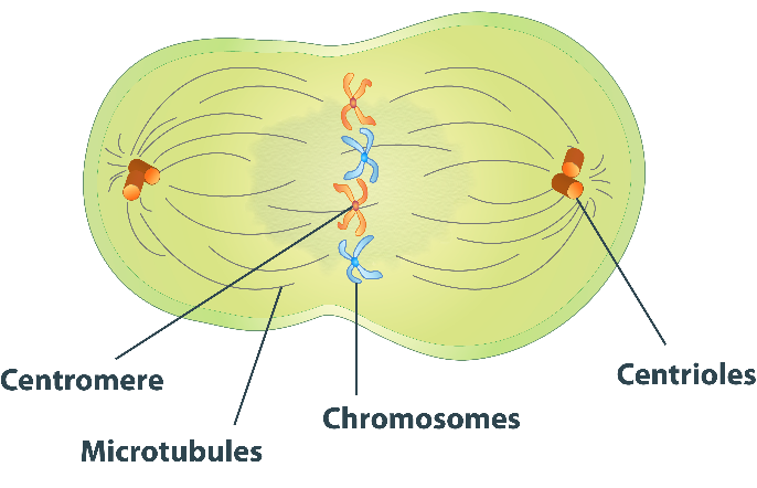 Revision notes for NCEA level 2 biology: Mitosis