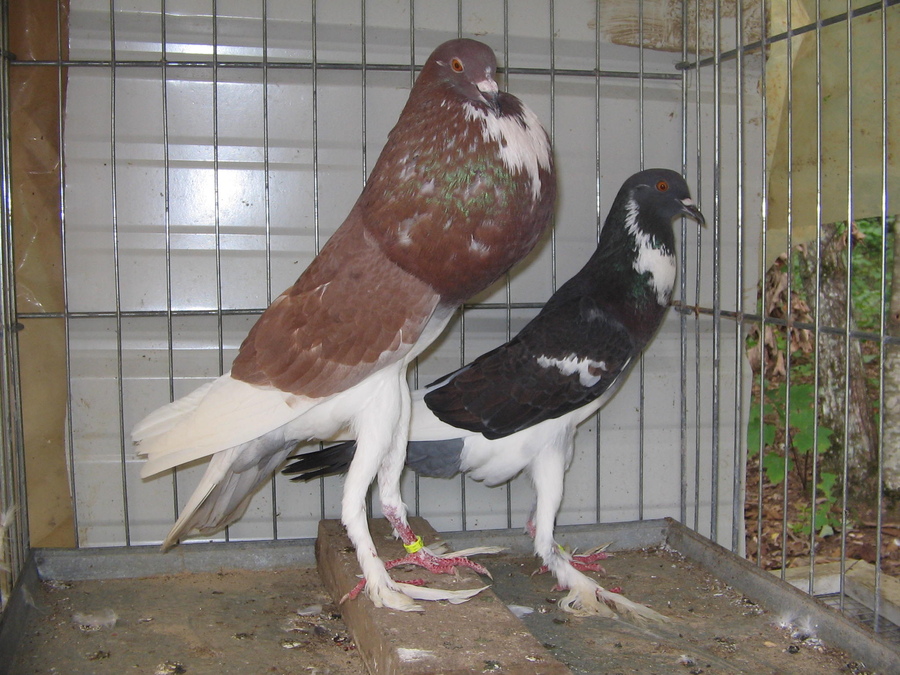 English pouter pigeons - Pigeons fall