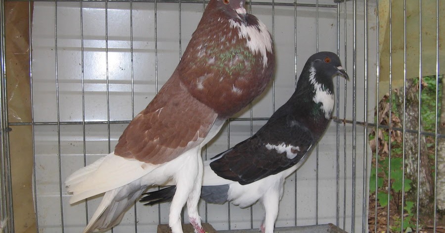 English pouter pigeons - Pigeons fall
