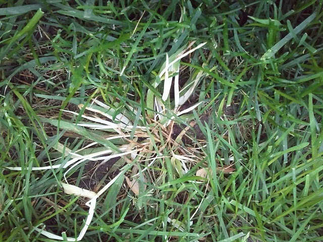 Bombri's Lawn Renovation blog: 6/3/11 - Tenacity at work