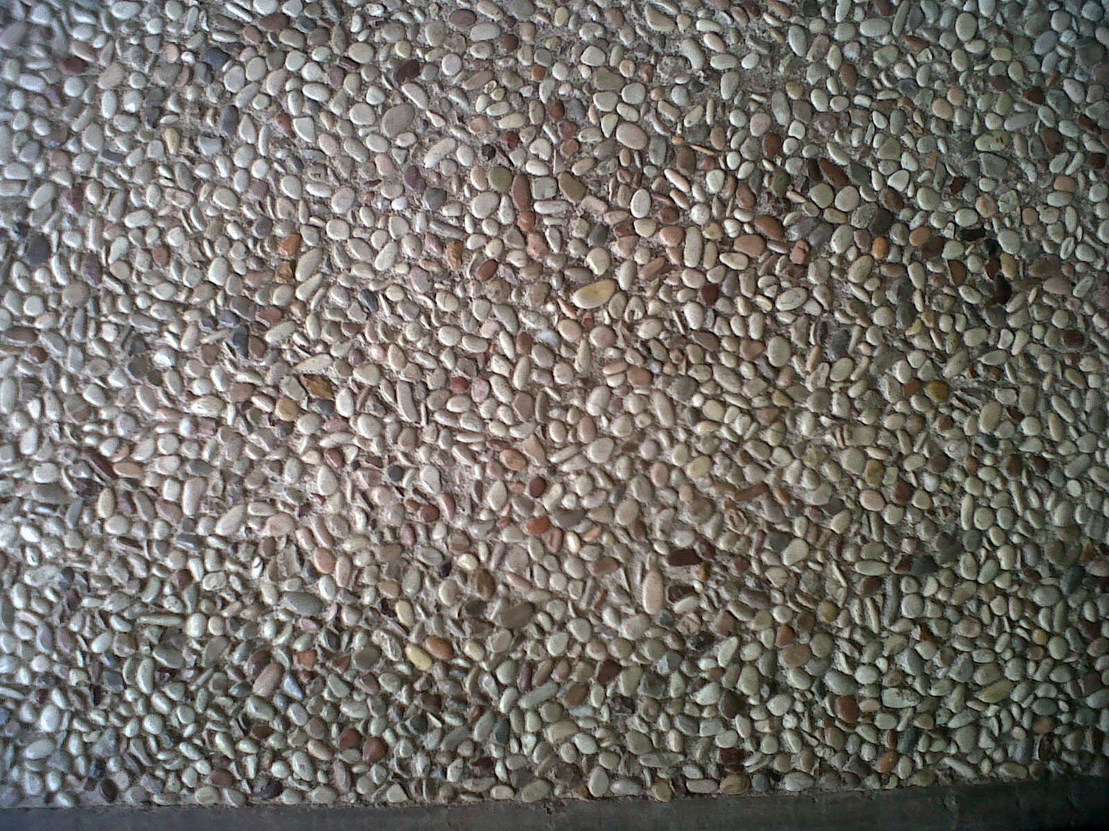 25+ Koral Sikat Batu Tabur