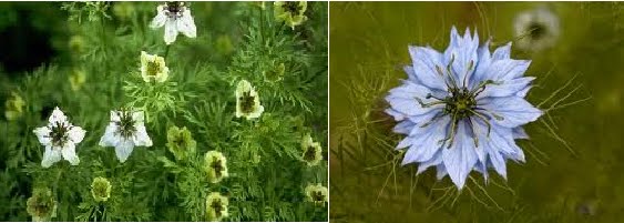 Herba & Tumbuhan: HABBATUS SAUDA SEBAGAI PENAWAR SEGALA PENYAKIT