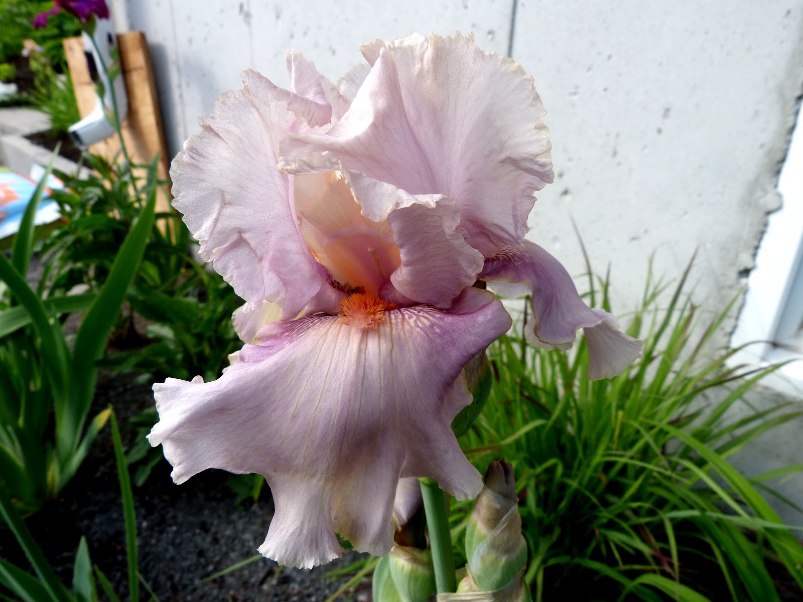 Les jolis jardins de Julie: Mes Iris