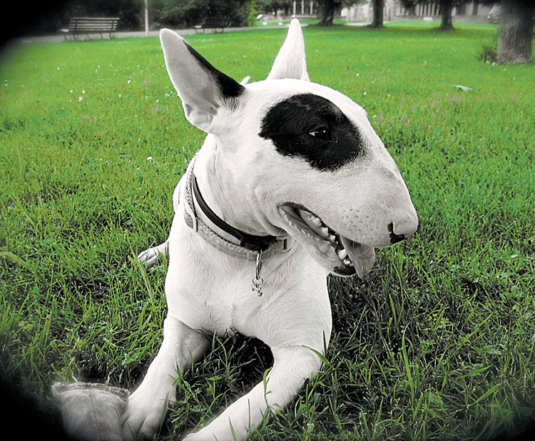 Fotos Estas son las 12 razas de perros peligrosos que se quiere ...