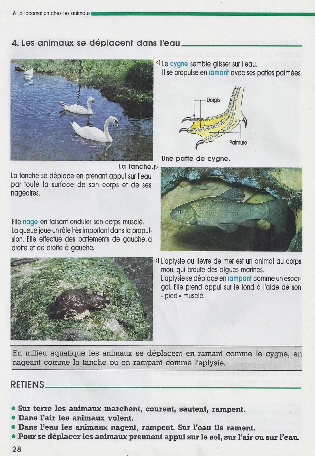 Leçons de choses: 6. La locomotion chez les animaux