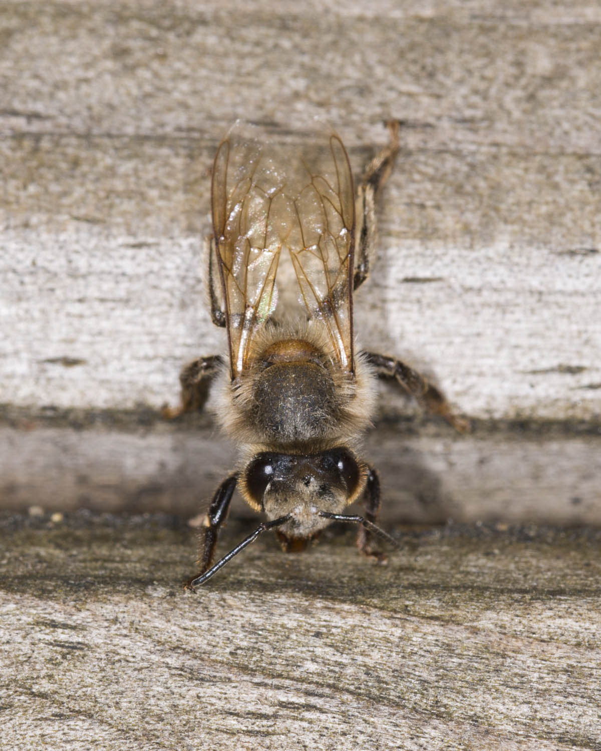 East Glamorgan Wildlife: Bee with no abdomen ...