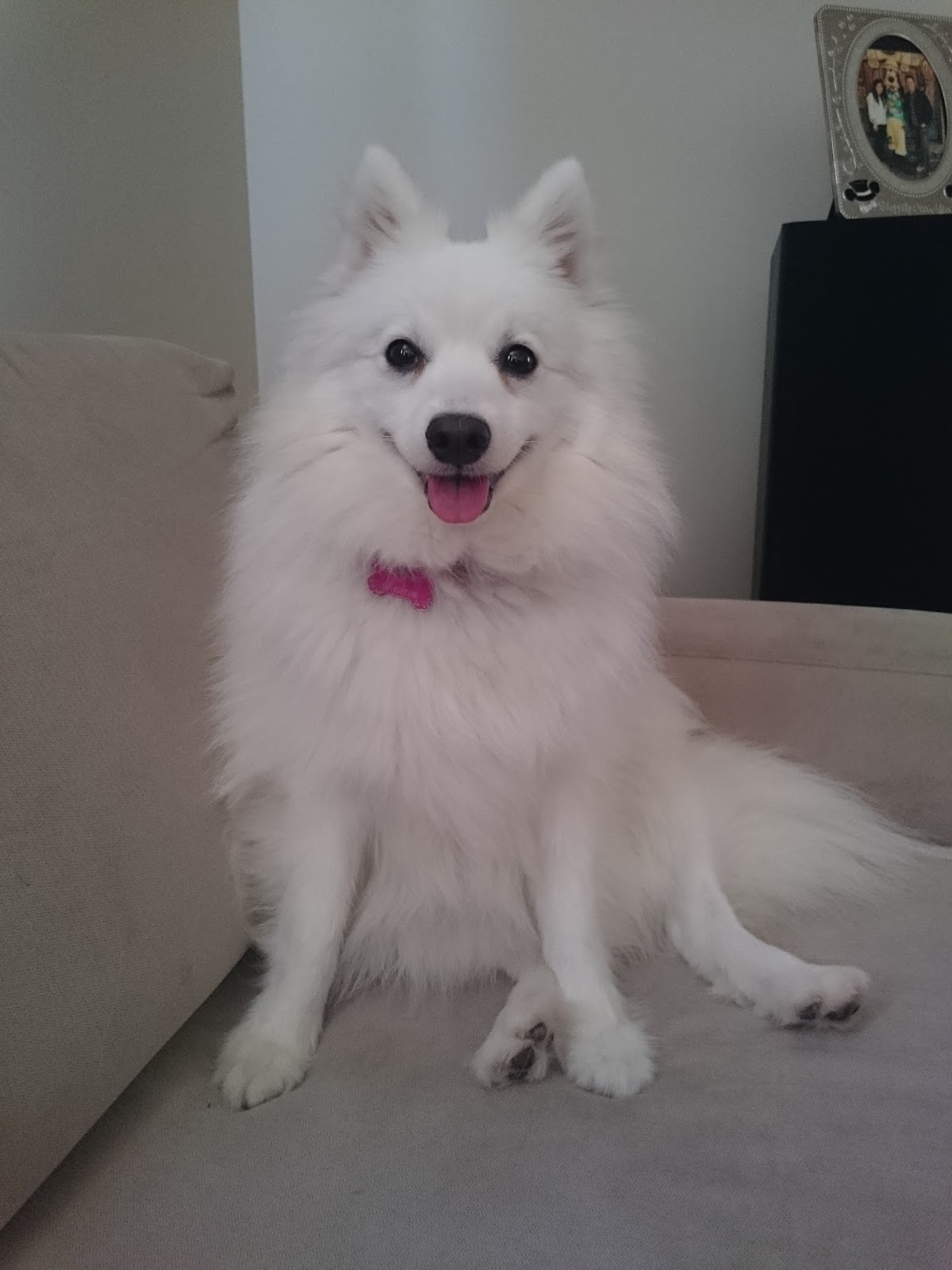 jasminetay.blogspot.com: Benji & Coco!