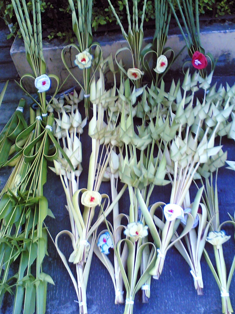 Naturalism - the Eighth Sense: DON'T KILL THE PALM TREES THIS PALM ...