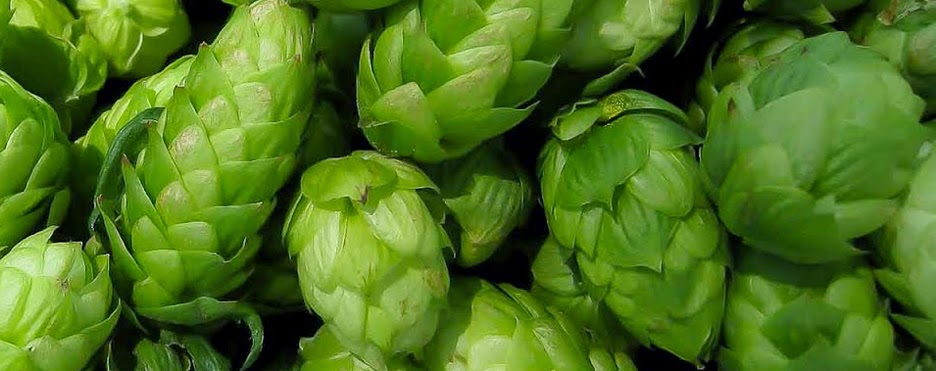 Reluctant Scooper: Beer and sensory science: the Aroxa flavour standards