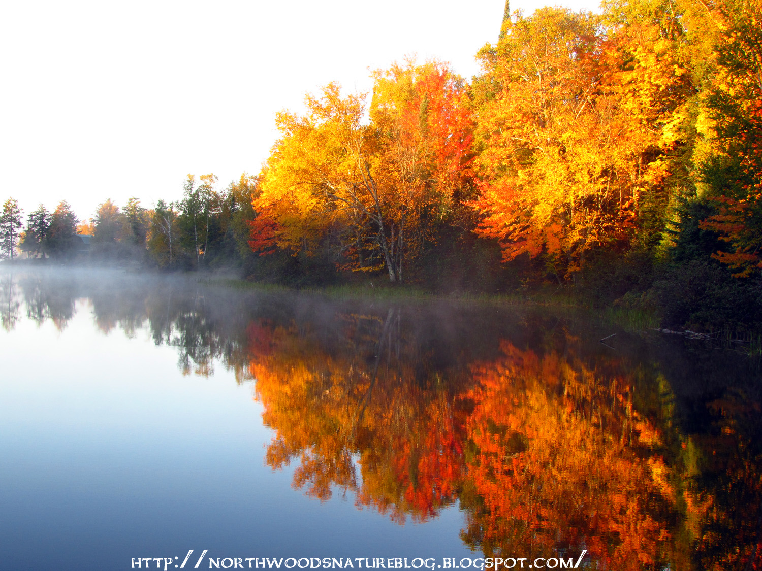 Northwoods Nature Blog: Foggy Fall Lake Scene