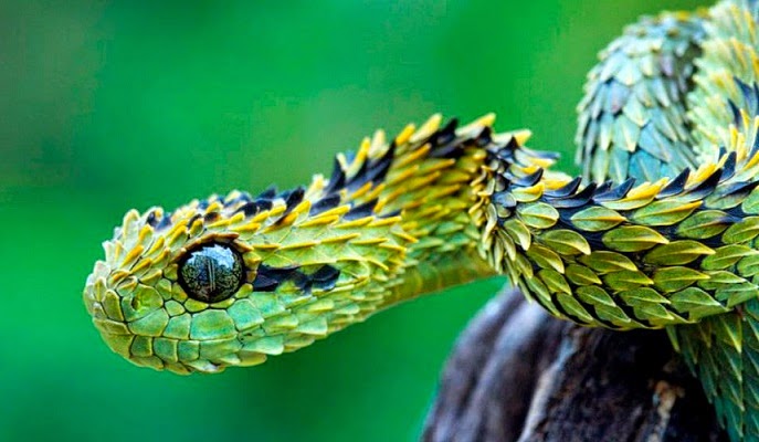 The most significant and unique creature: THE BUSH VIPER