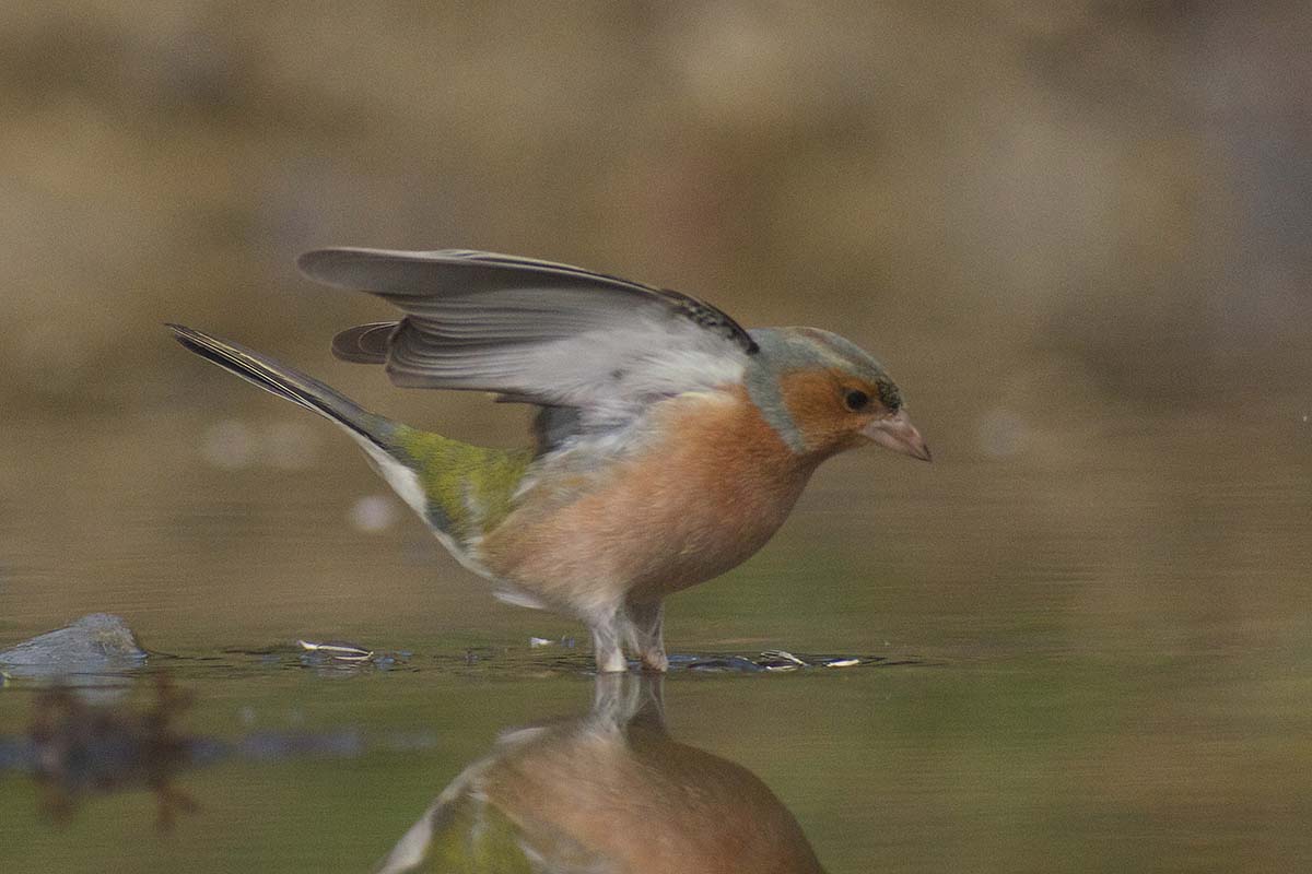 Riserva Naturale Regionale e Oasi WWF dei Ghirardi: Capanno fotografico ...