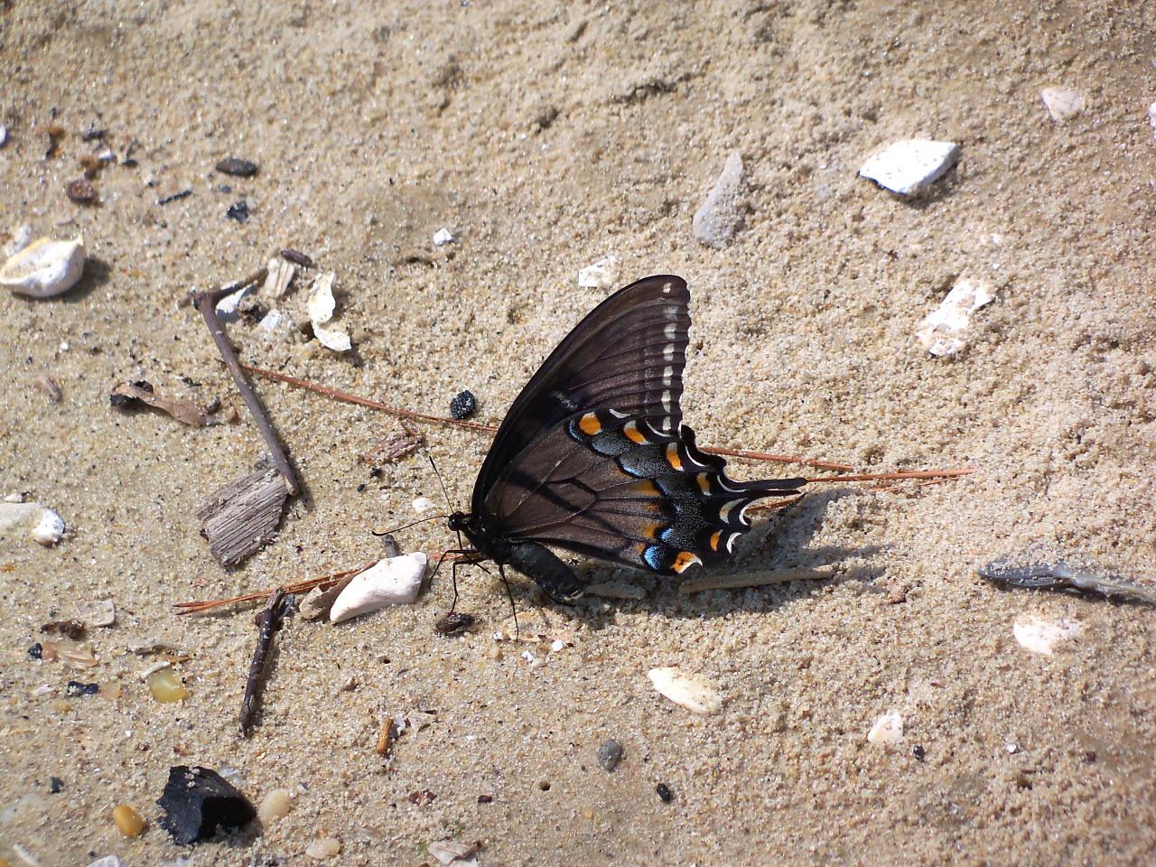 A View from the Beach: Butterflies at the Beach