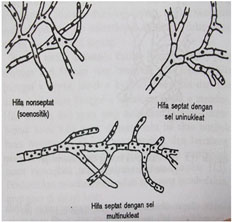 Parasitologi Kelompok 2 | WE LOVE 1A2