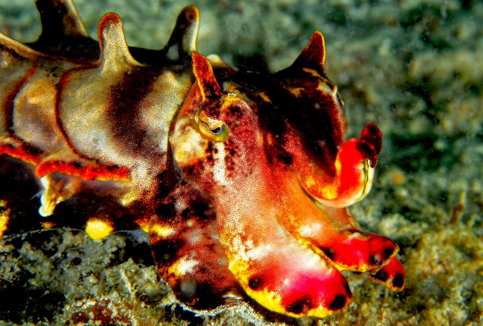Beetle Boy's BioBlog: Species of the Week: Cuttlefish