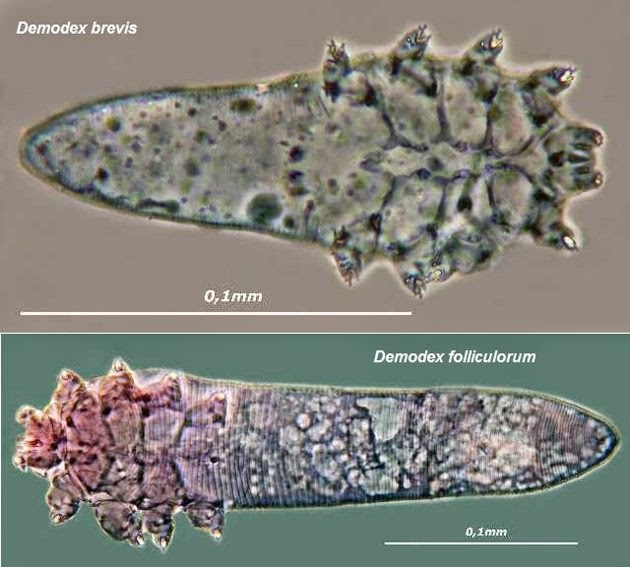 Face Mites and the peopling of America | Patagonian monsters