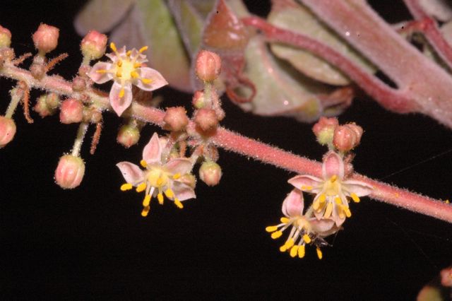 Temukuri - Plantas Mexicanas: Bursera arborea