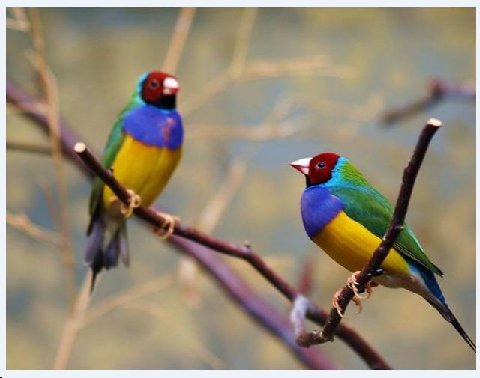 Rabbi Arthur Segal: RABBI ARTHUR SEGAL: PEREK SHIRA 4:15; PARROT SINGS ...