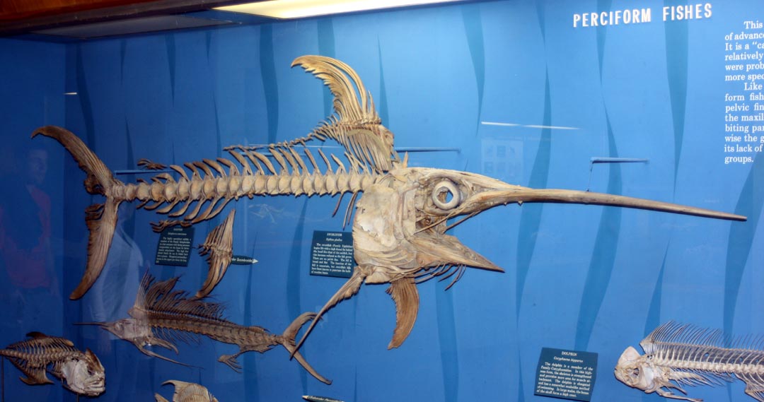 The Coastal Paleontologist: US Research trip part 8: USNM osteology and ...