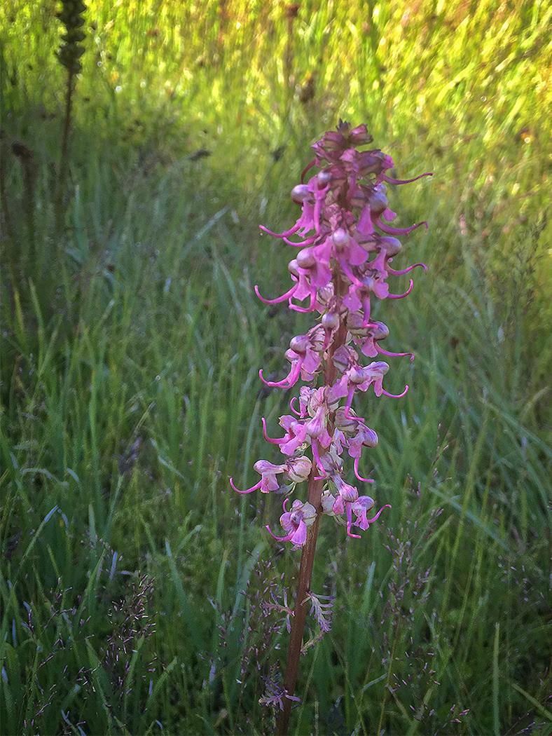Linda Cochran's Garden