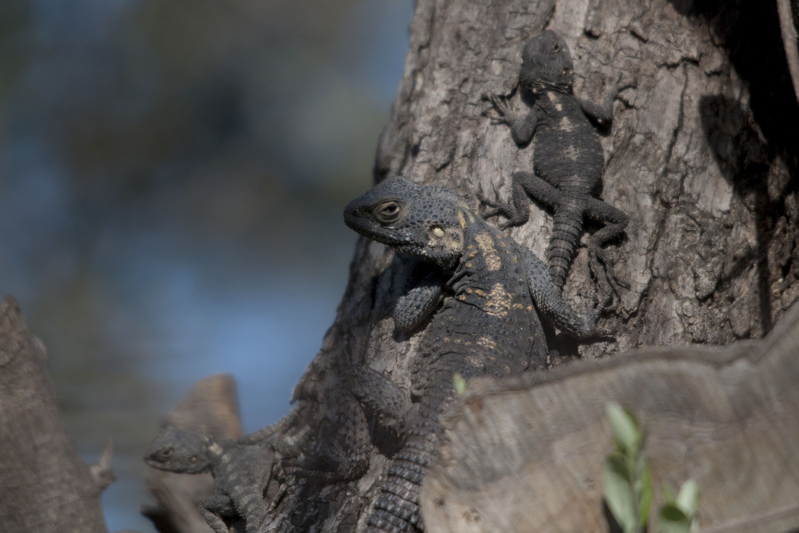Yorkshire Field Herping and Wildlife Photography: Field Trip to the ...