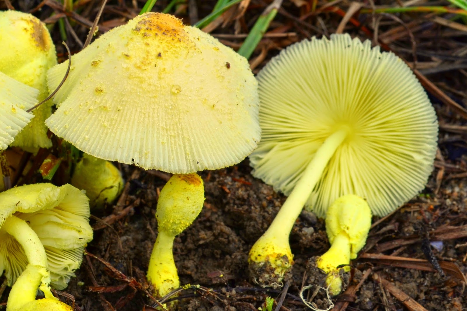Setas Extremadura : Leucocoprinus Birnbaumii