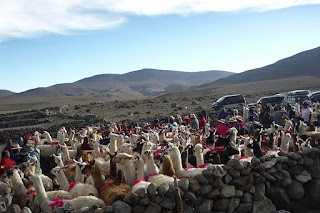"Folclor del Norte de Chile": EL FLOREO Tradición Aymara