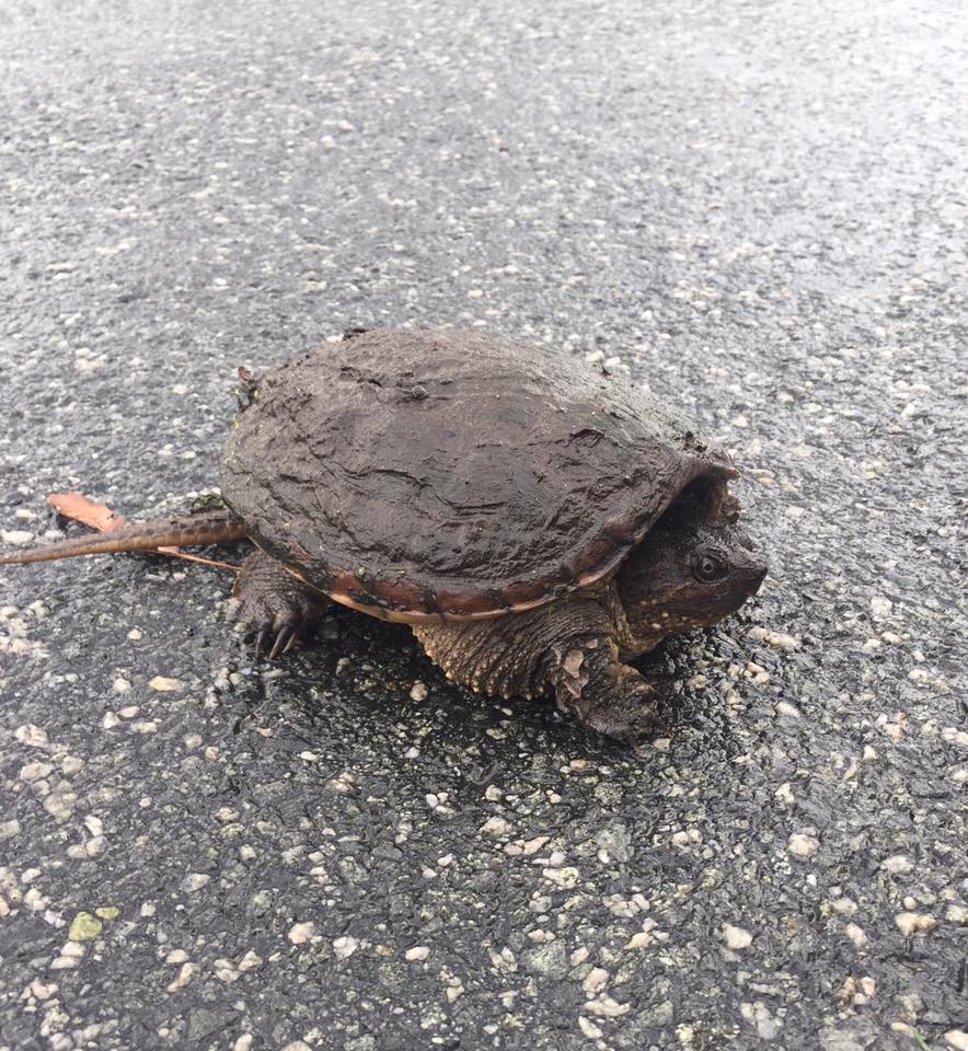 Tuesday Night Turtles